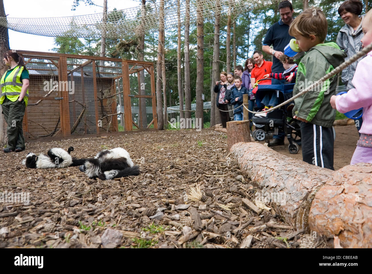 Lemur feet hi-res stock photography and images - Alamy