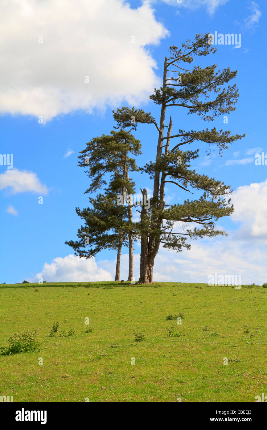 Group trees standing alone field hi-res stock photography and images ...