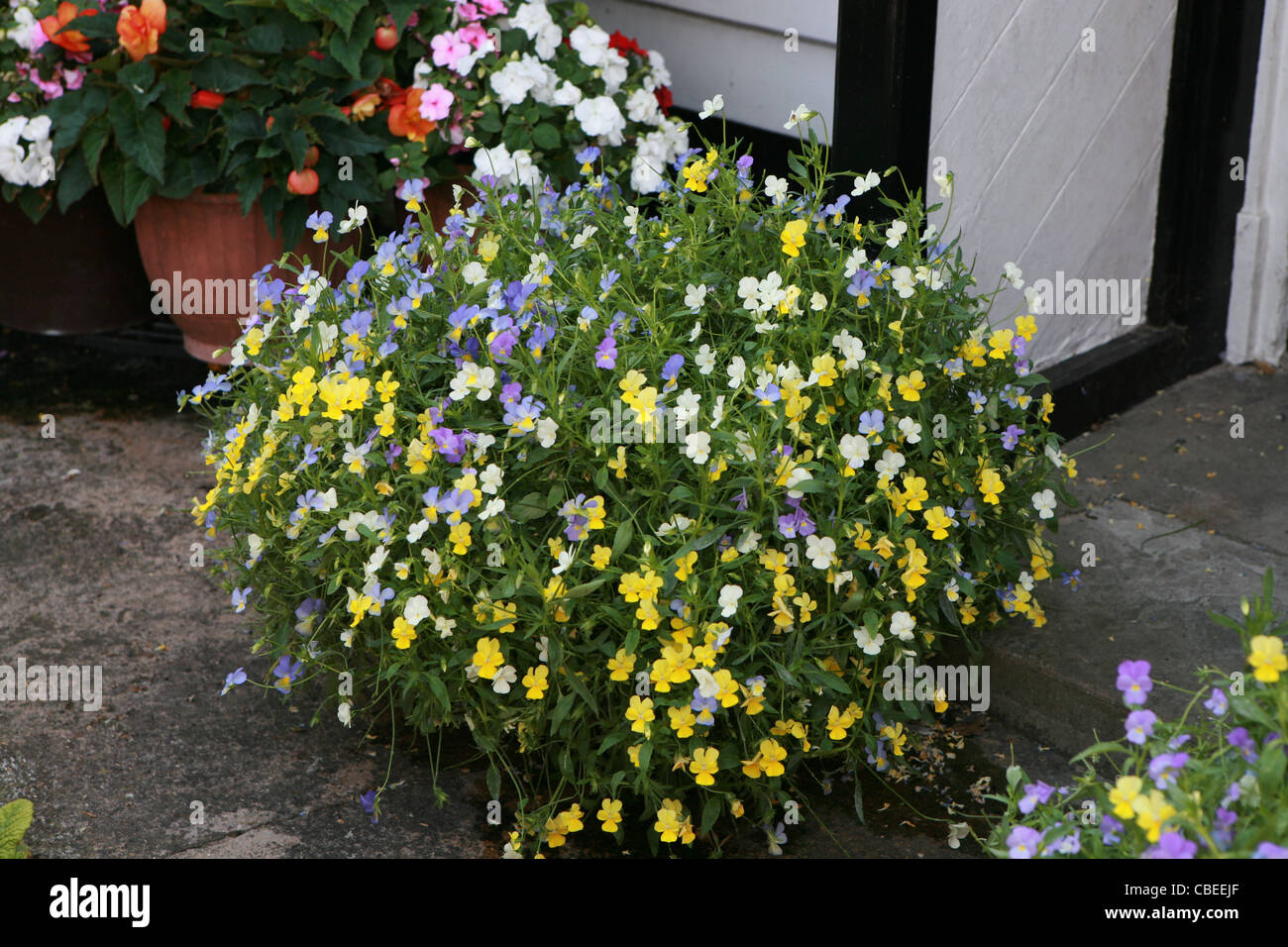 Posies hi-res stock photography and images - Alamy