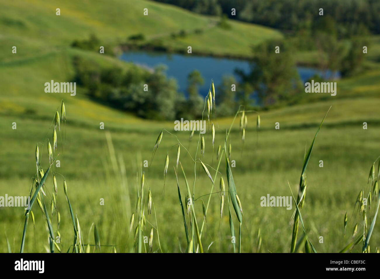 Summer weather in florence hi-res stock photography and images - Alamy