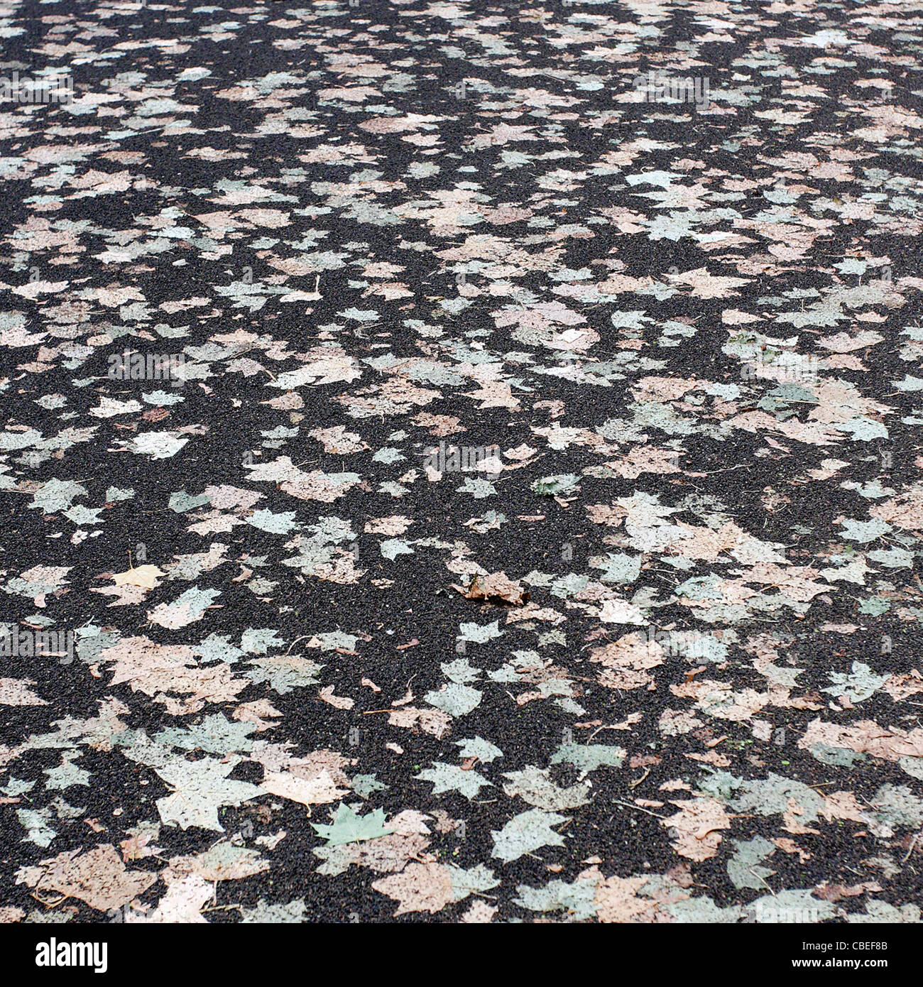 Autumnal London plane tree leaves seen here forming unusual patterns on ...