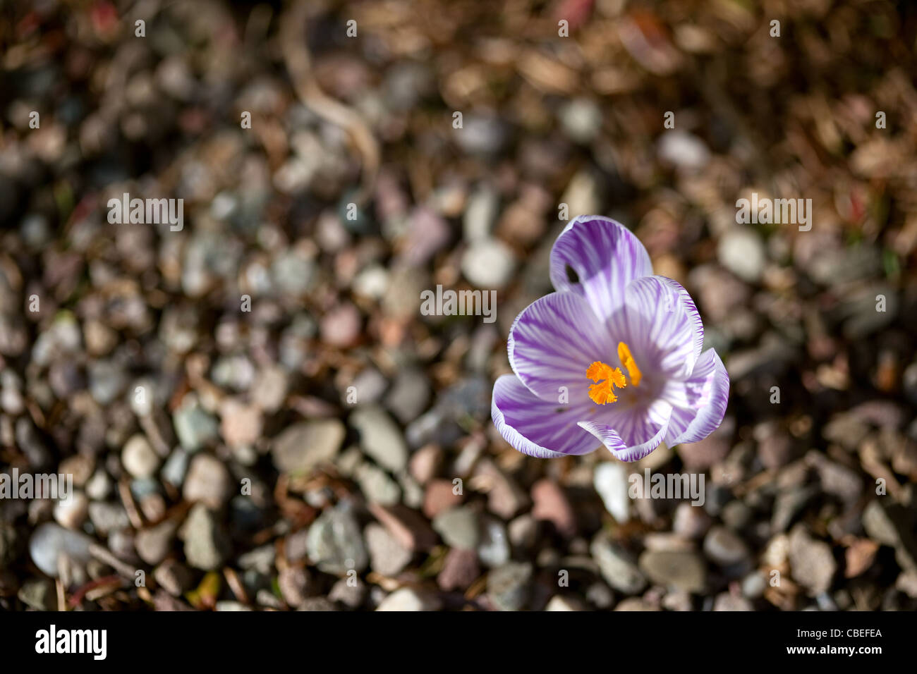 Scottish spring blooms hi-res stock photography and images - Alamy