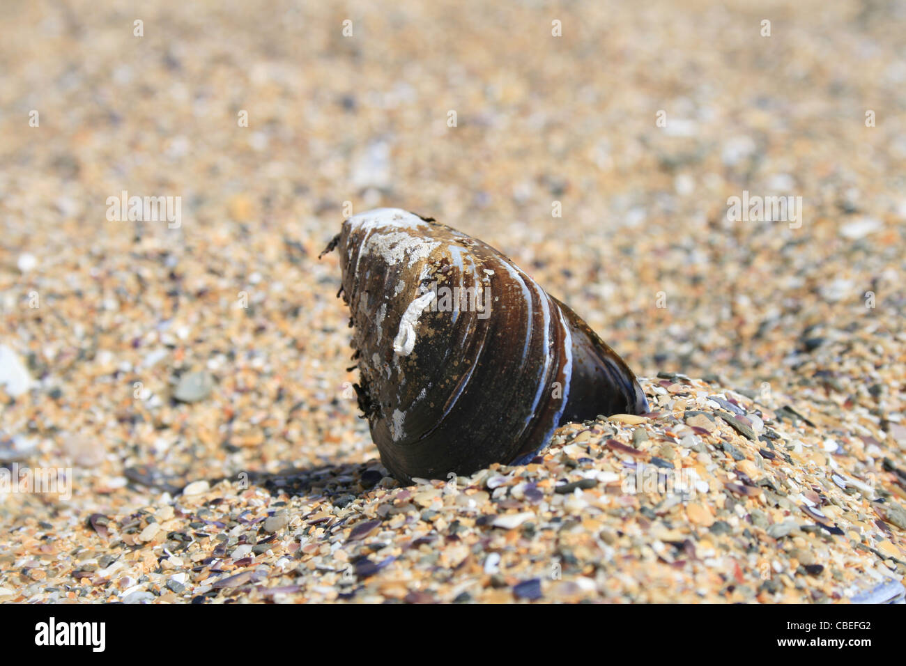 An empty mussel shell in the sand on Holywell beach, Cornwall Stock ...