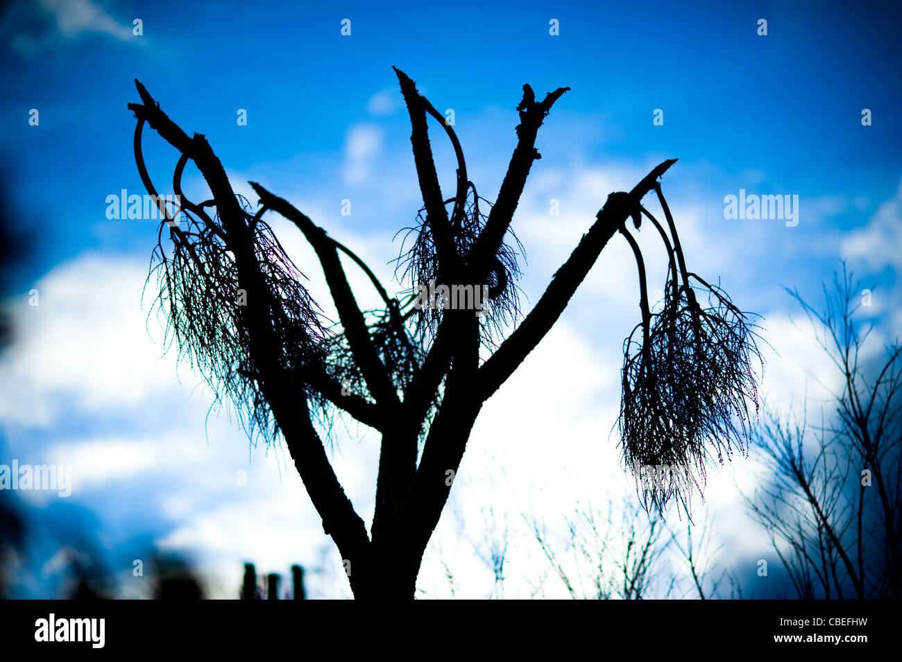 A Palm tree with all the branches and leaves falling off with a blue ...