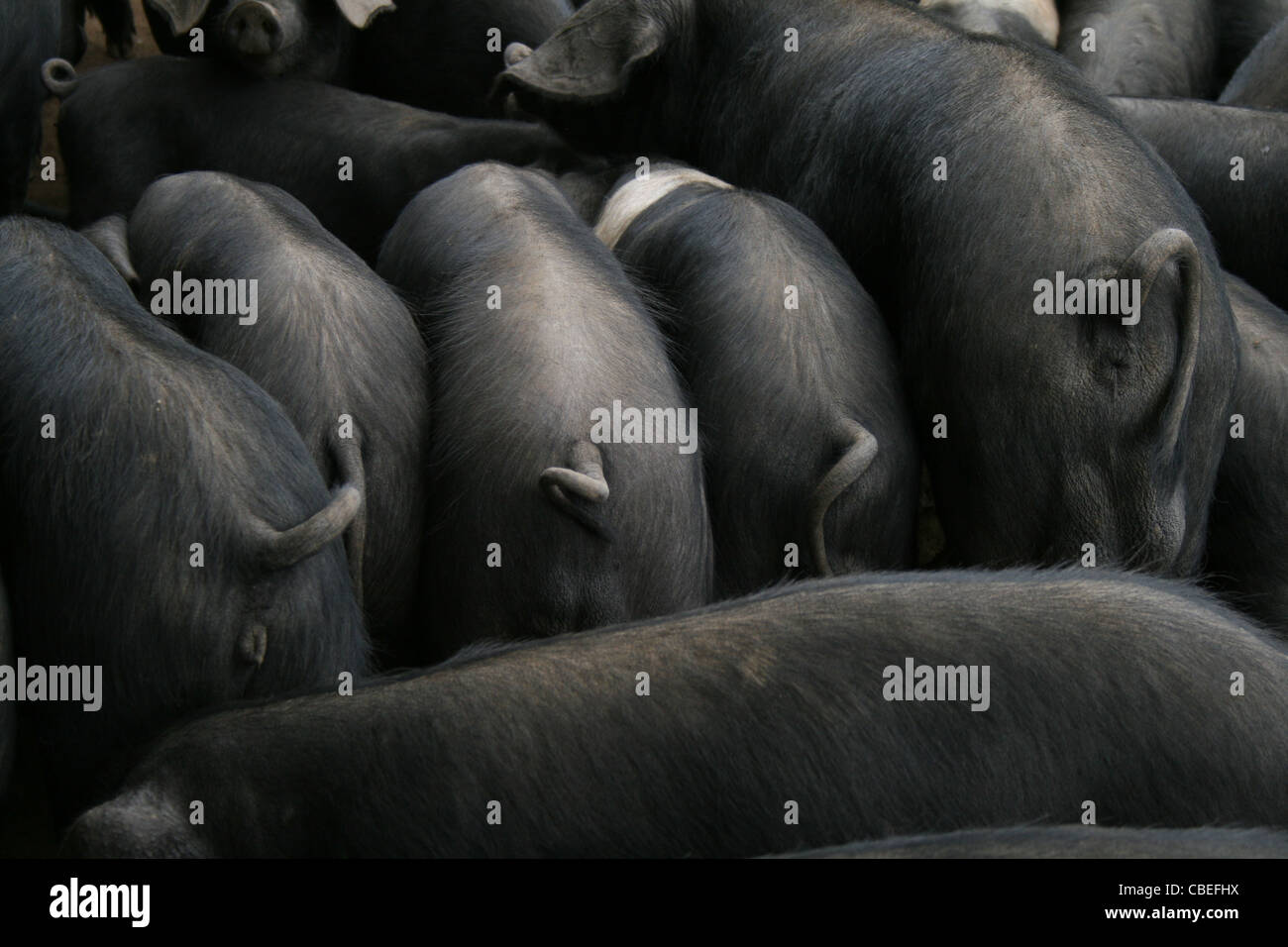Young pigs feeding from a trough Stock Photo - Alamy
