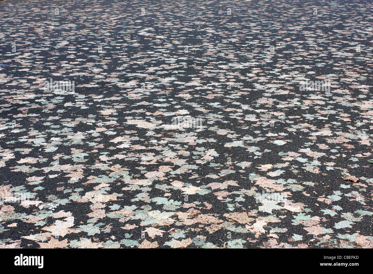 Autumnal London plane tree leaves seen here forming unusual patterns on ...