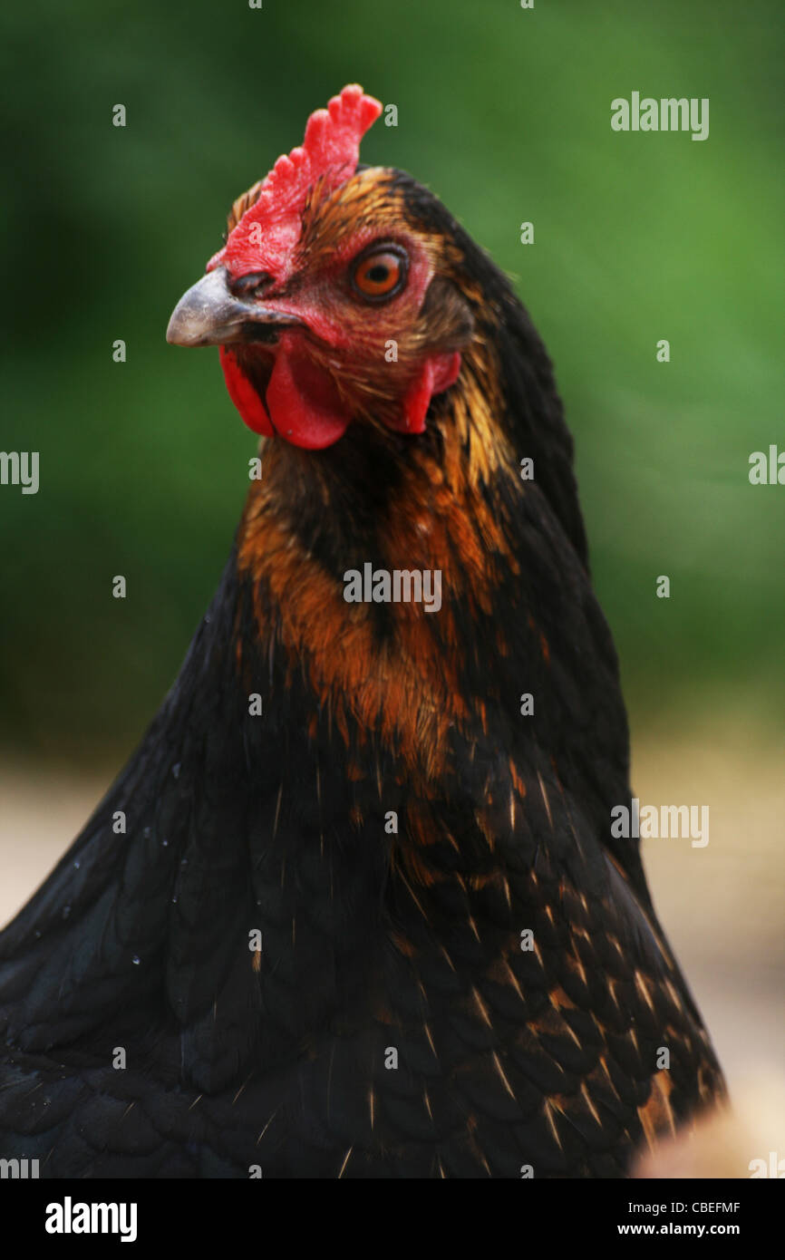 A black and tan hen standing in front of a green background Stock Photo ...