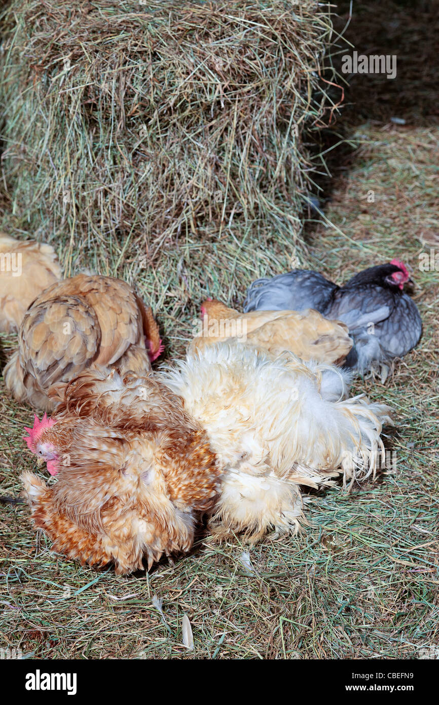 Cluster of chickens Stock Photo - Alamy