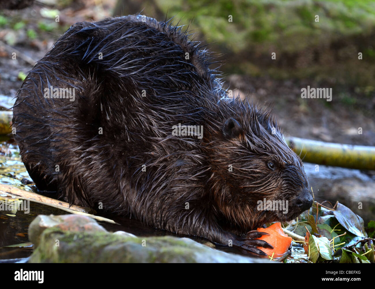 Beaver feeding hi-res stock photography and images - Alamy