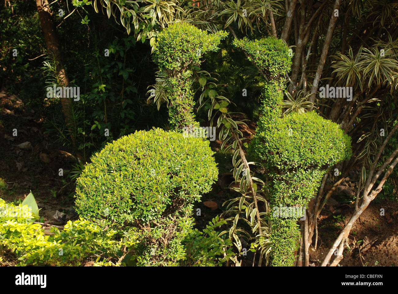 plant trimmed in the shape of a duck Stock Photo - Alamy