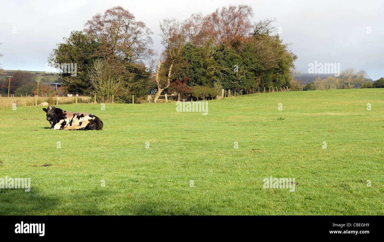 Breeding bull hi-res stock photography and images - Alamy