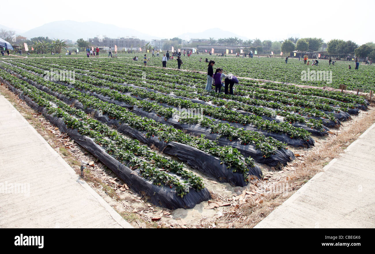 range of strawberries in perspective in a strawberry field ready to be ...