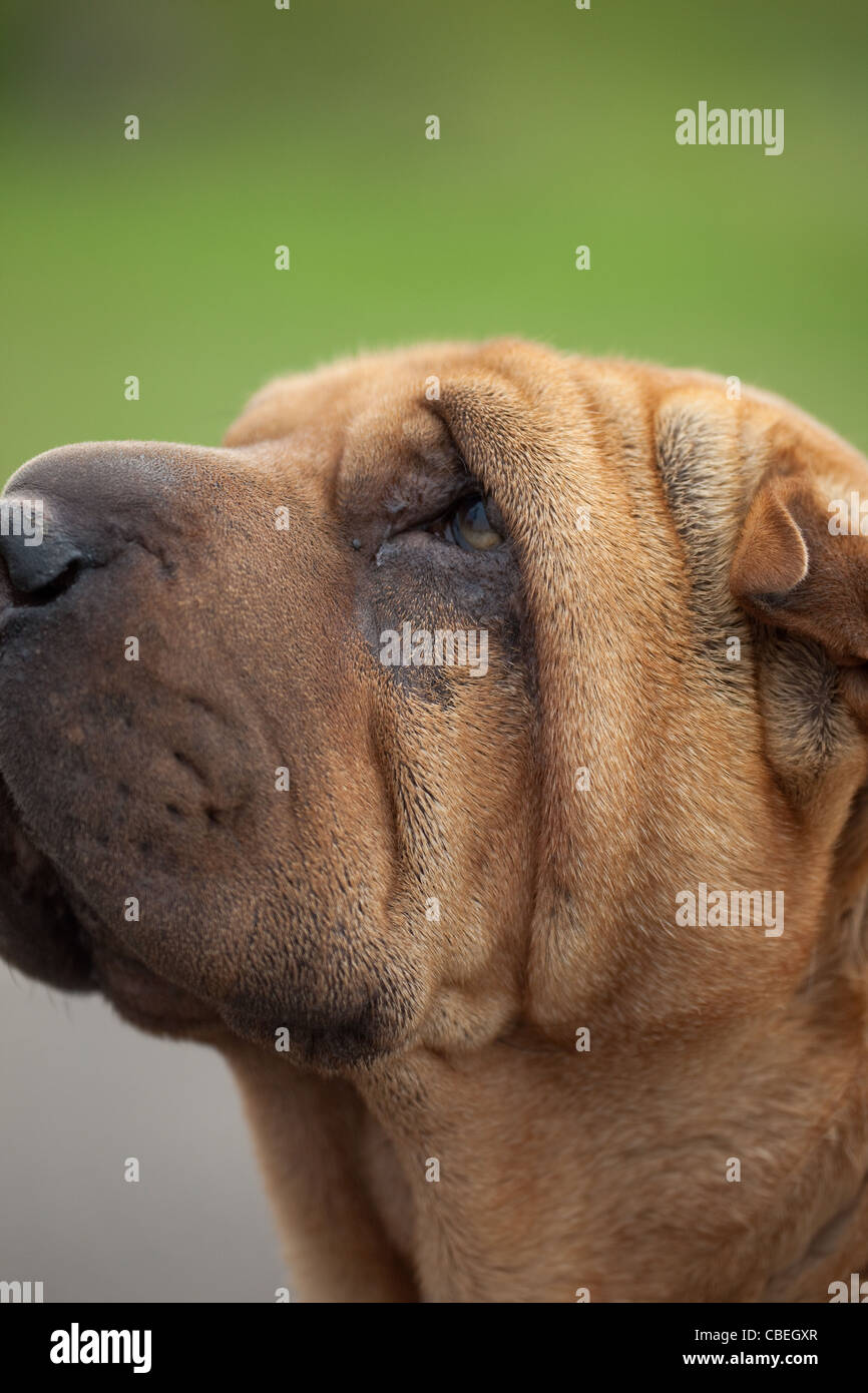 Shar Pei .Breed of dog Stock Photo - Alamy