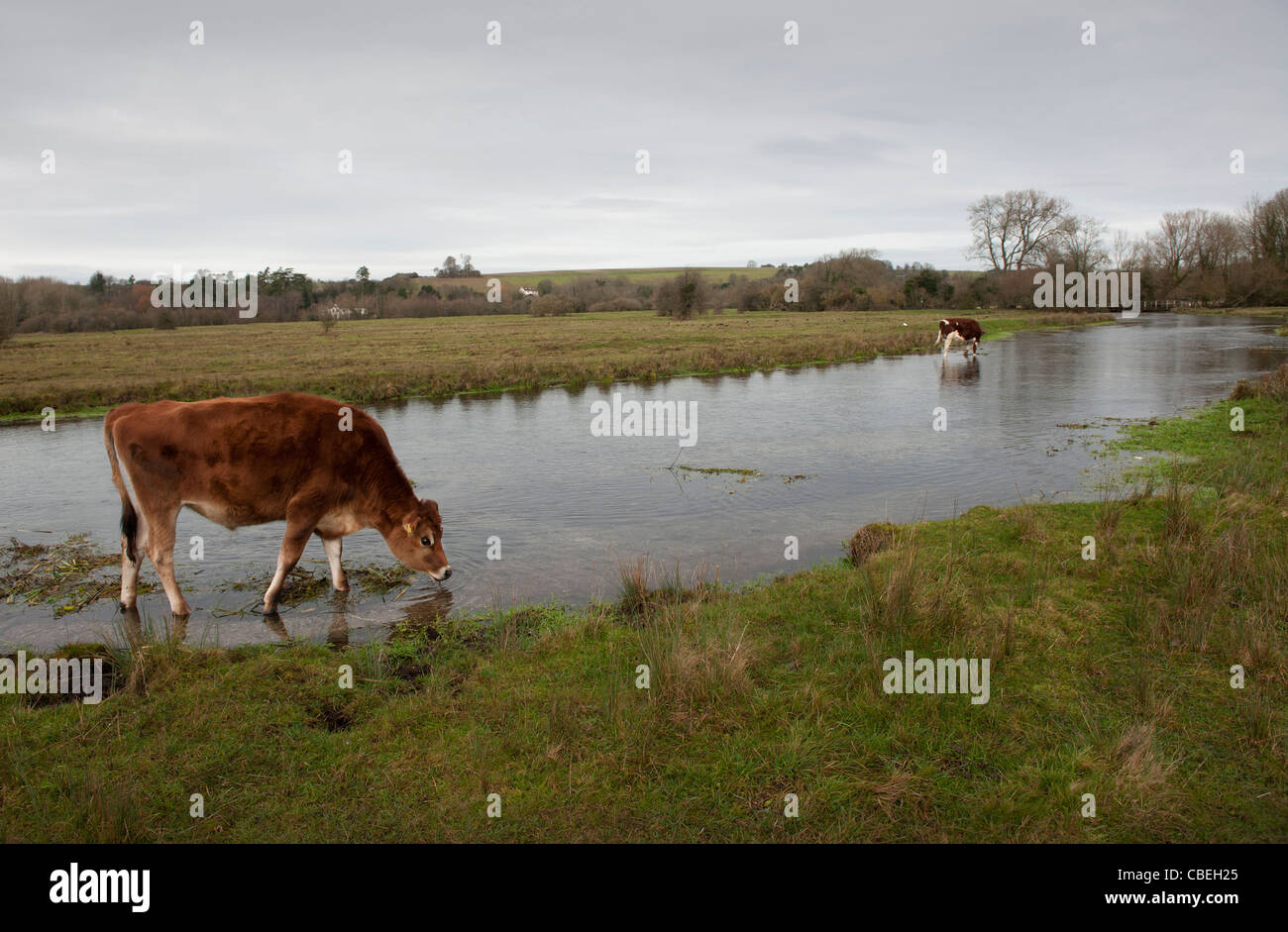 Hampshire river test winter hi-res stock photography and images - Alamy