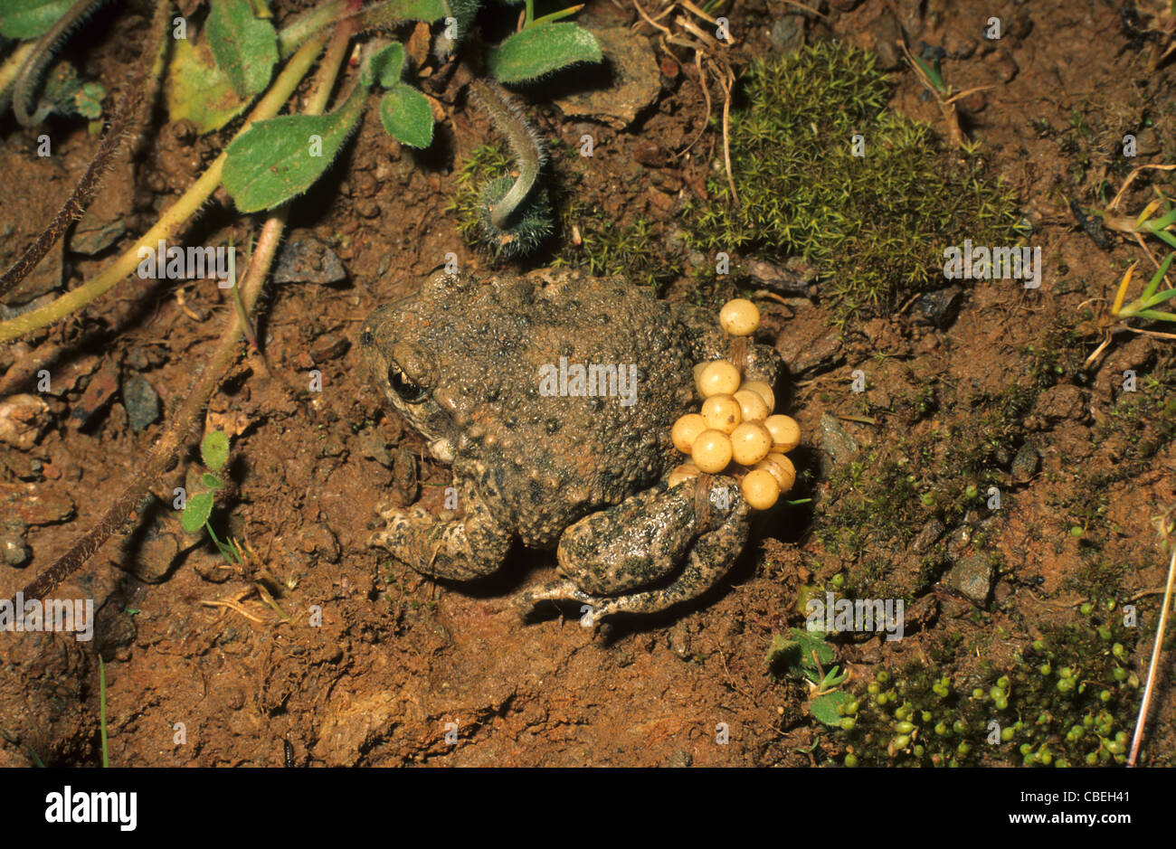 Midwife toad with eggs hi-res stock photography and images - Alamy