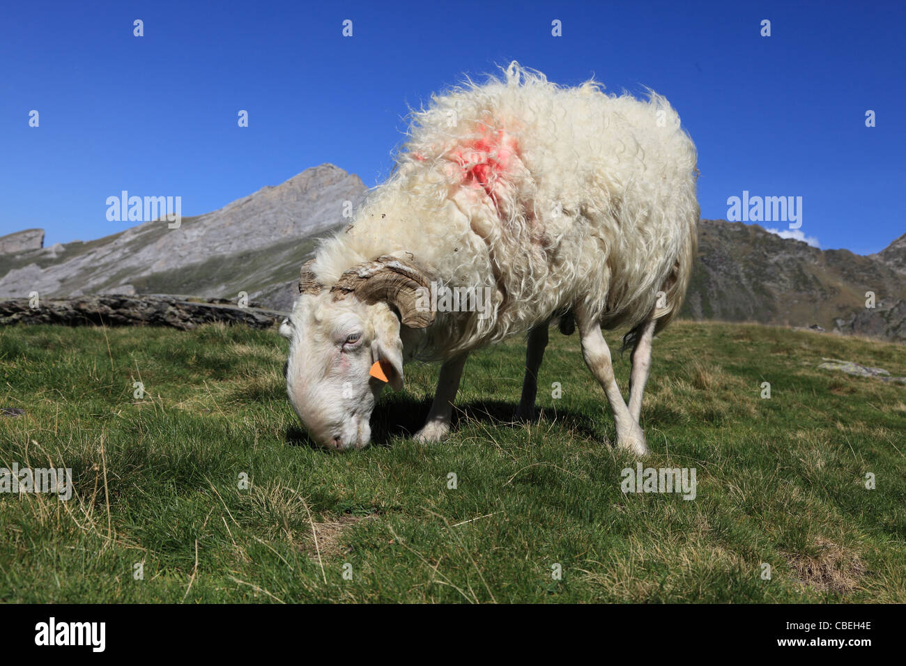 Domestic ram hi-res stock photography and images - Alamy