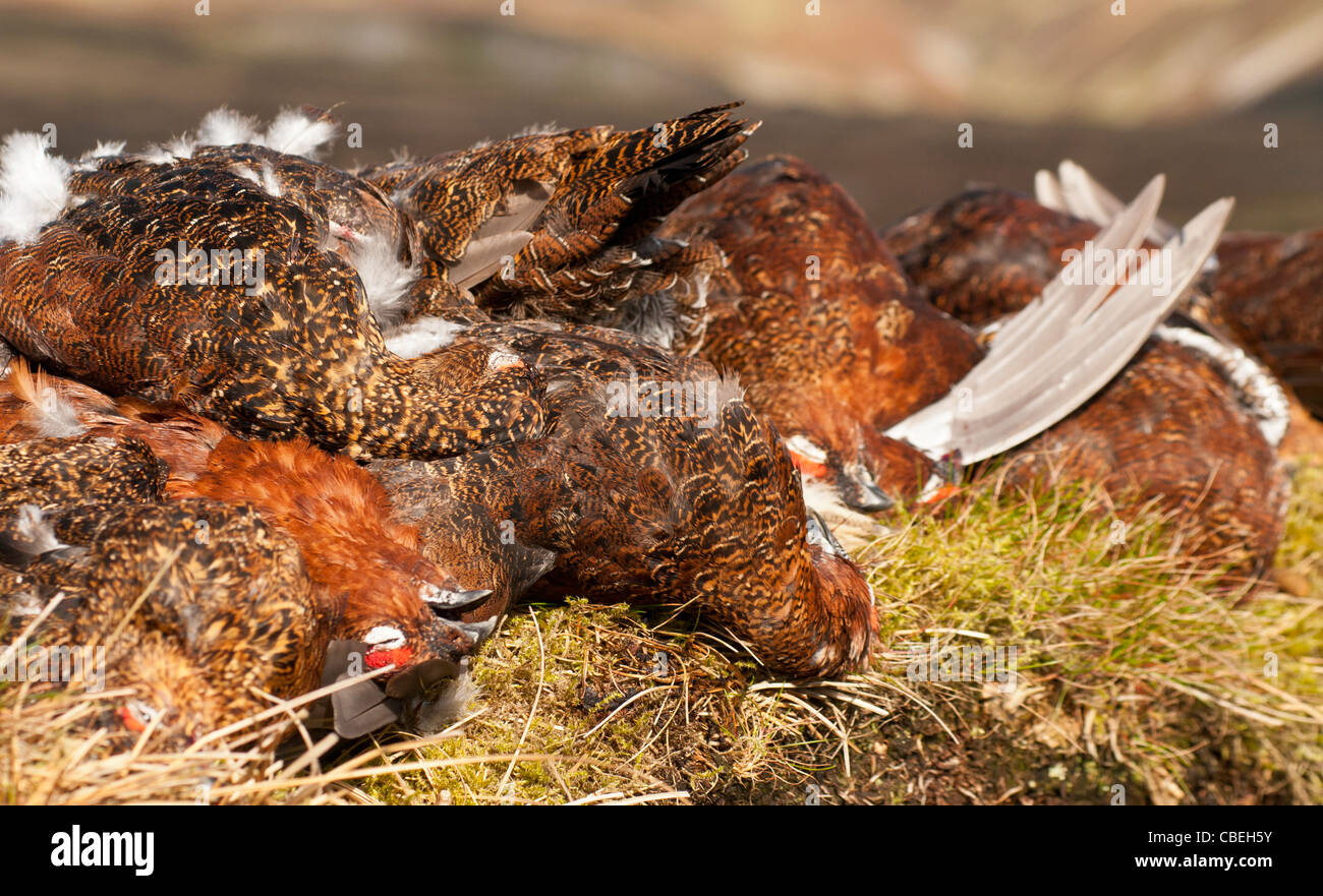 Driven grouse shooting hi-res stock photography and images - Alamy