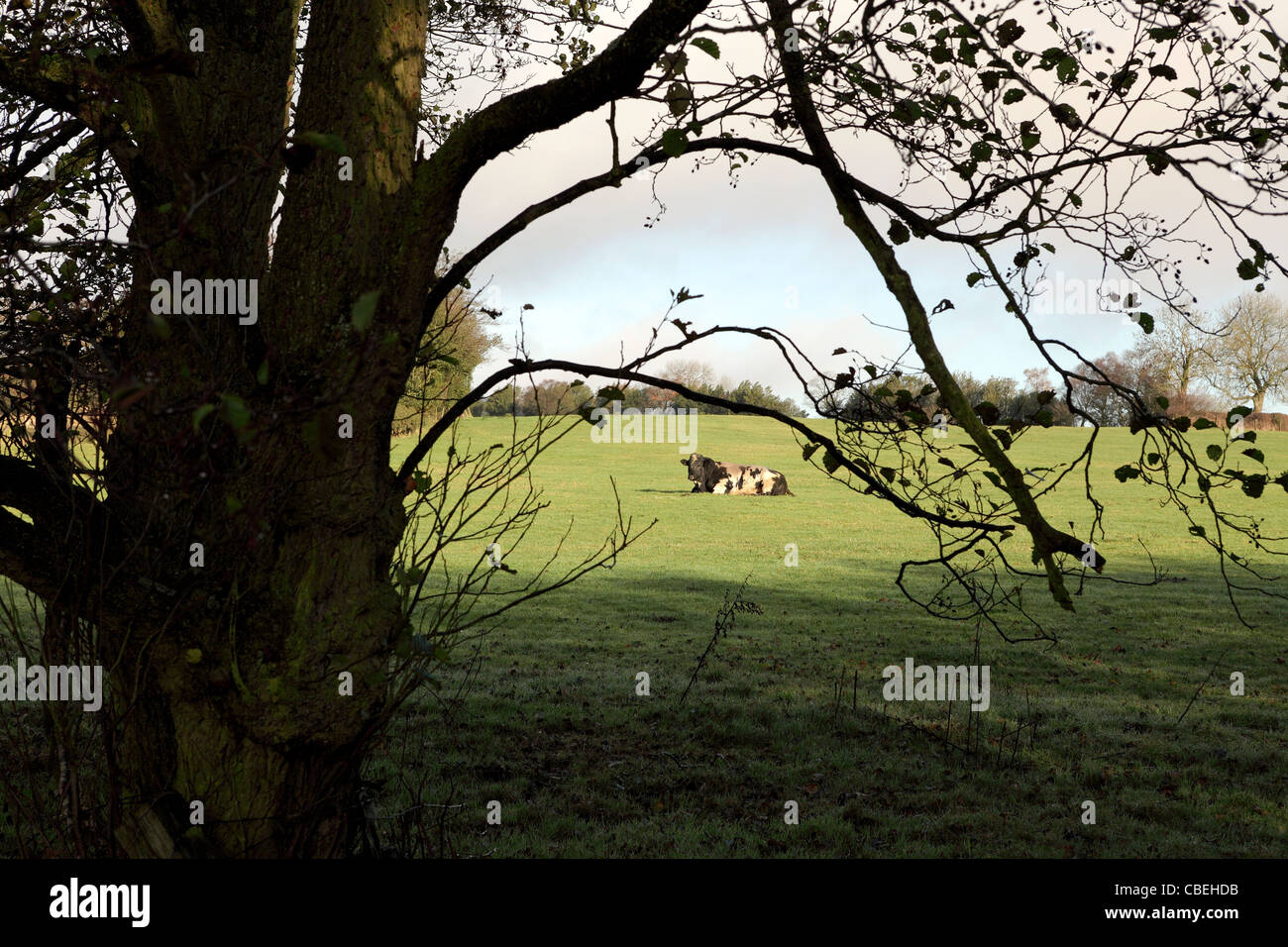 Bull laying down hi-res stock photography and images - Alamy