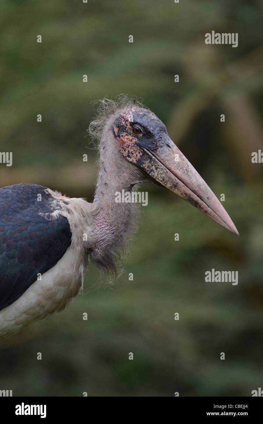 Marabou storks kenya hi-res stock photography and images - Alamy