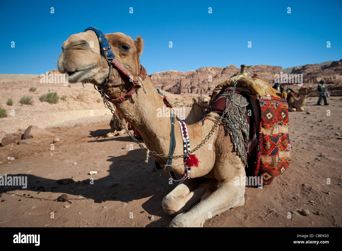 Camel sitting in Petra, Jordan Stock Photo - Alamy