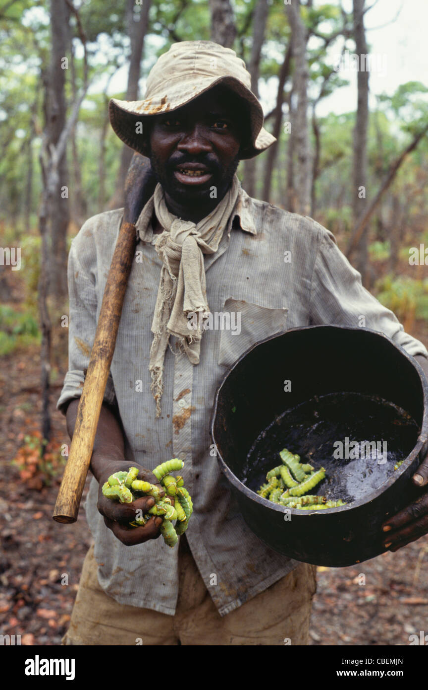 Kopa, Zambia. Man wearing a floppy hat holding Mopani caterpillers ...