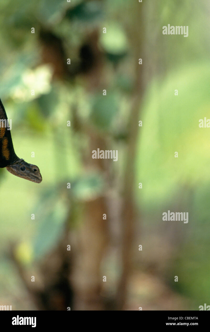 Makande, Gabon. Lizard coming down a tree Stock Photo - Alamy