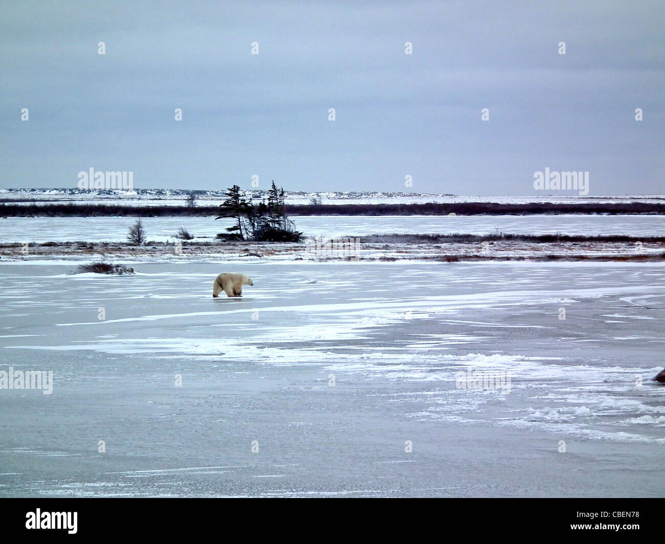 POLAR BEAR (Ursus maritimus) waiting for the sea ice to freeze over ...