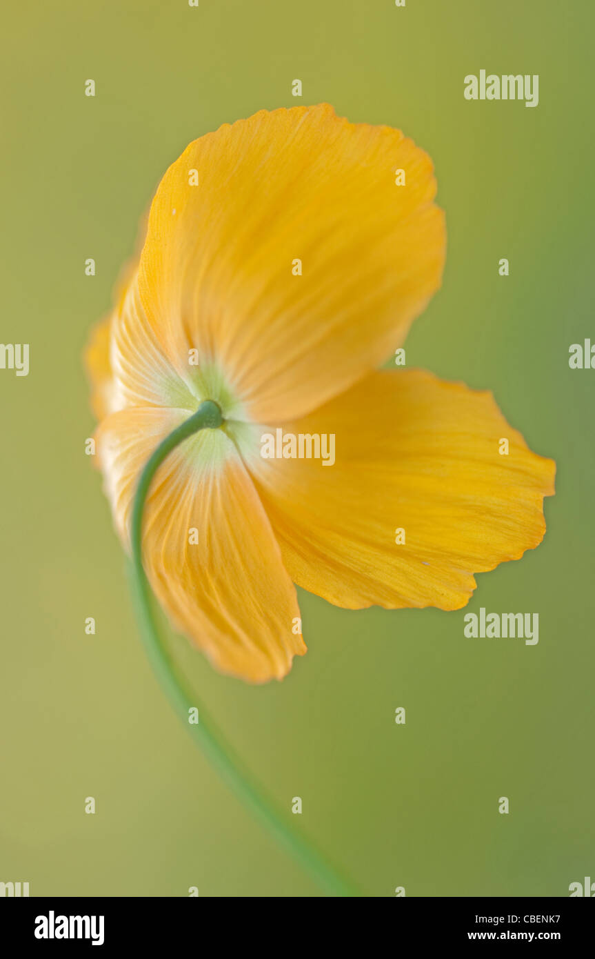 Meconopsis cambrica, Welsh poppy, Yellow flower subject, Green ...