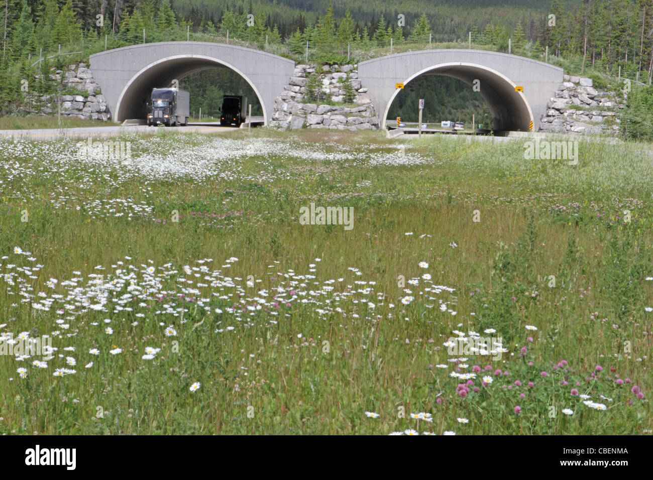 Wildlife overpass banff national park hi-res stock photography and ...