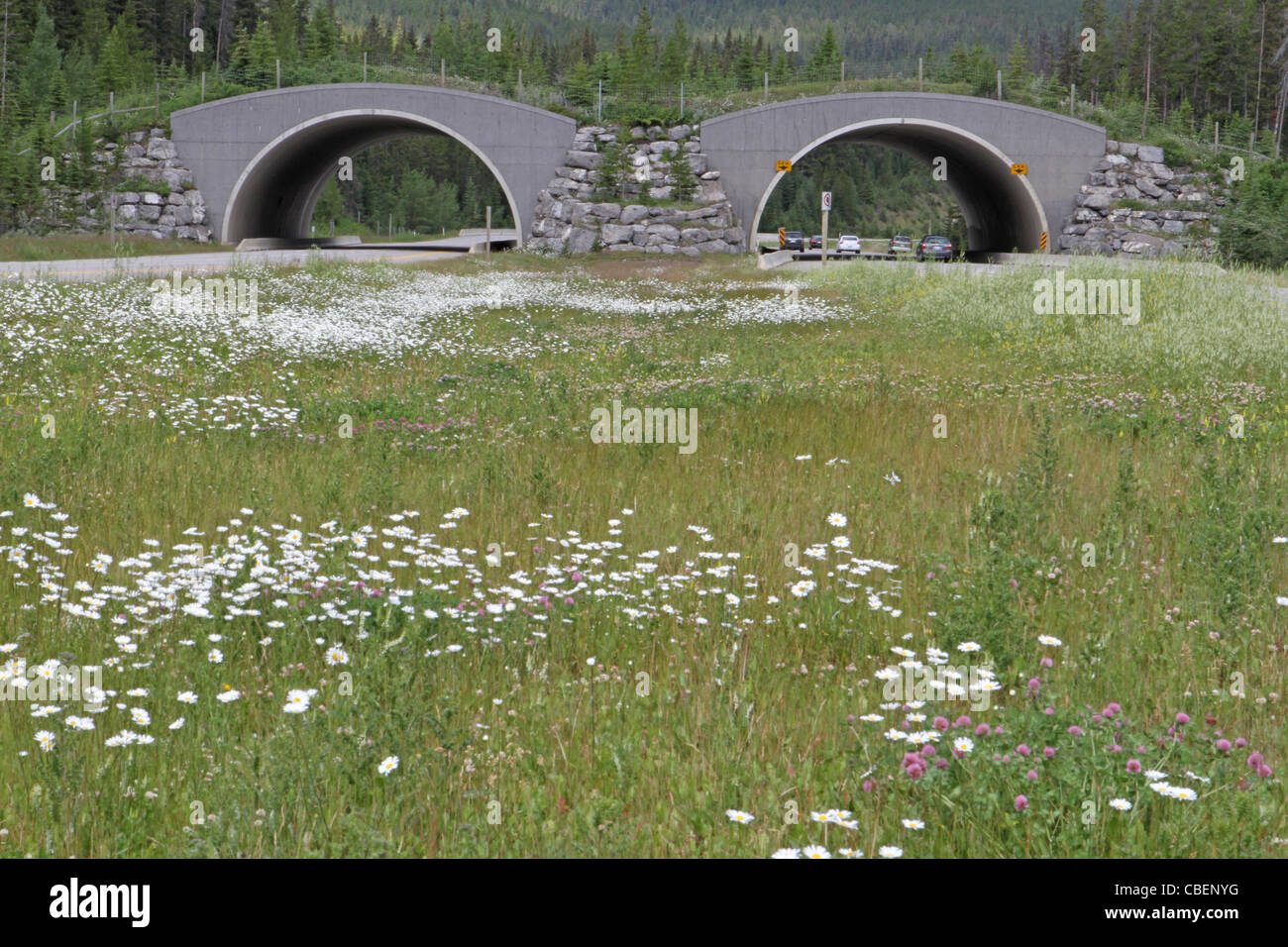 WILDLIFE CROSSING, Banff National Park Alberta Canada Stock Photo - Alamy