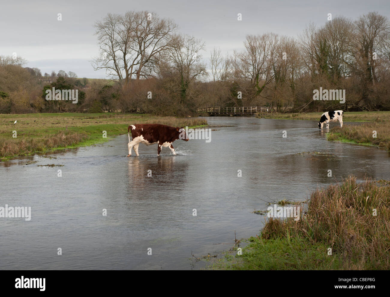Cattle wade through the River Test at Chilbolton, Hampshire, England ...