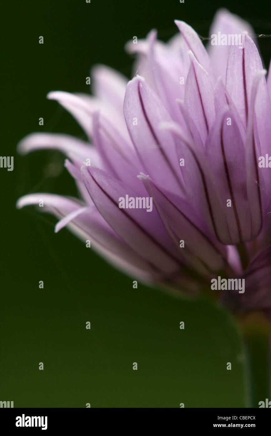 Allium schoenoprasum, Chive, Purple flower subject green background ...