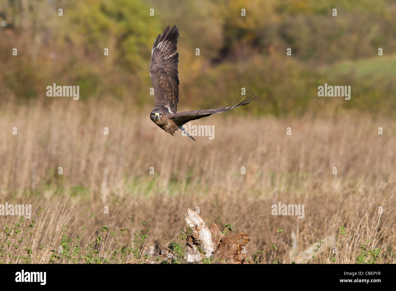 Common buzzard (buteo buteo) in flight Stock Photo - Alamy