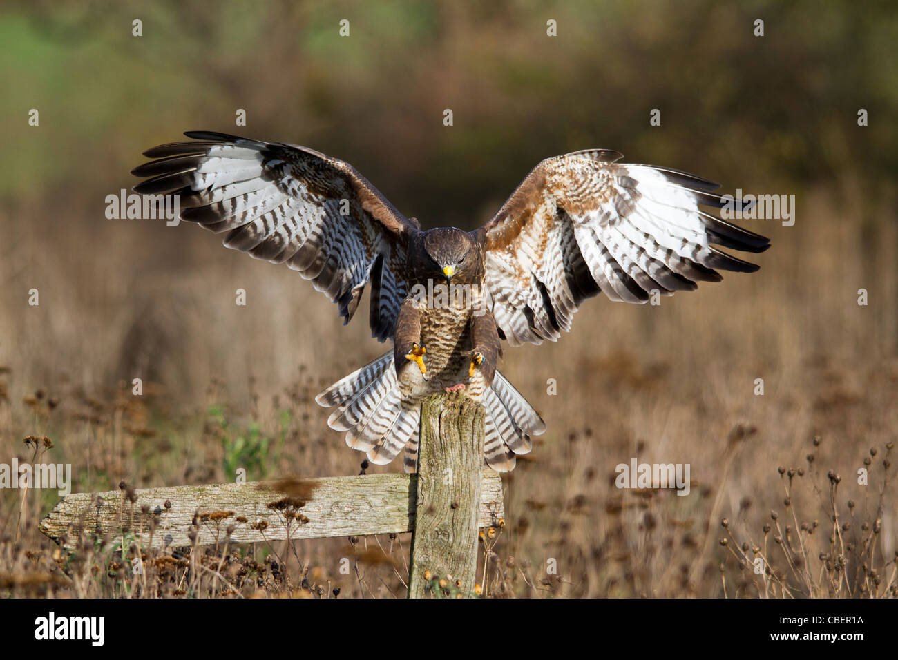 Common buzzard (buteo buteo) landing on a wooden sign in a field Stock ...