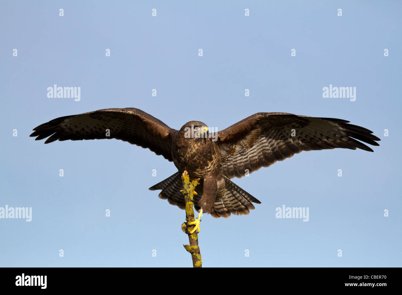 Buzzard with wings spread hi-res stock photography and images - Alamy