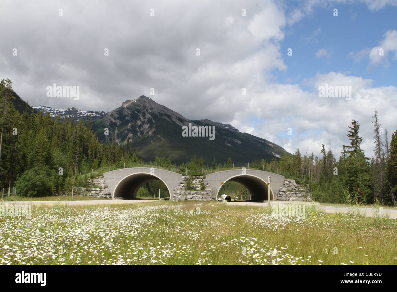 WILDLIFE CROSSING, Banff National Park Alberta Canada Stock Photo - Alamy