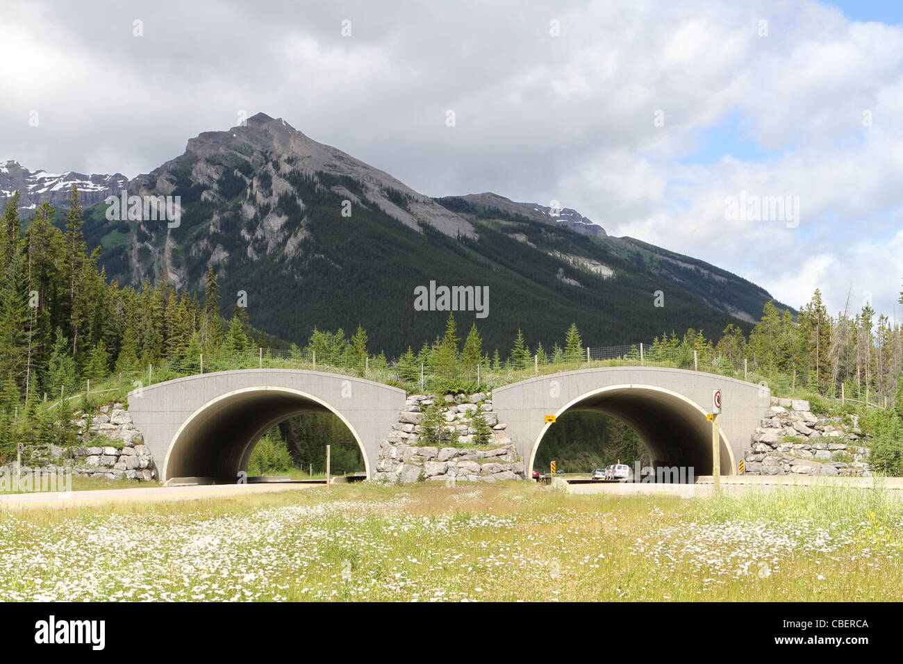 WILDLIFE CROSSING, Banff National Park Alberta Canada Stock Photo - Alamy