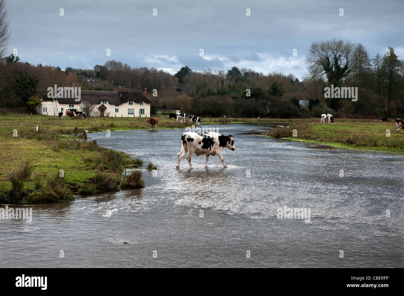 Cattle wade through the River Test at Chilbolton, Hampshire, England ...