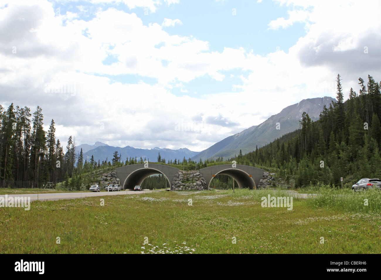 WILDLIFE CROSSING, Banff National Park Alberta Canada Stock Photo - Alamy