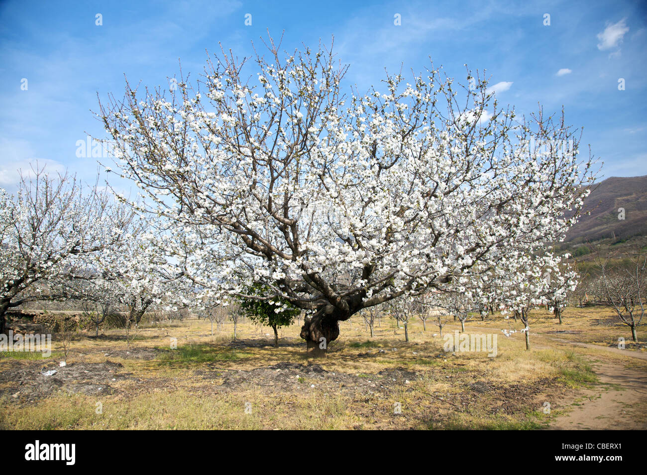 almond trees at valley of jerte in caceres spain Stock Photo - Alamy