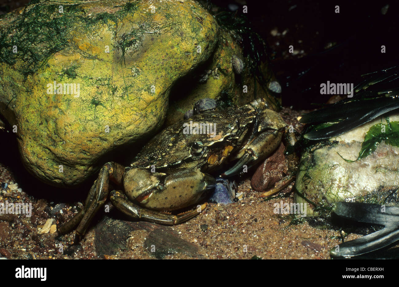 Common Shore Crab. UK Stock Photo - Alamy