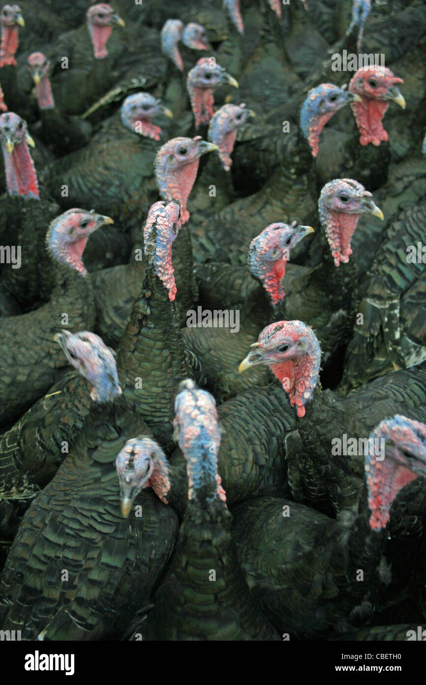 Fête de la dinde de licques , france hi-res stock photography and ...