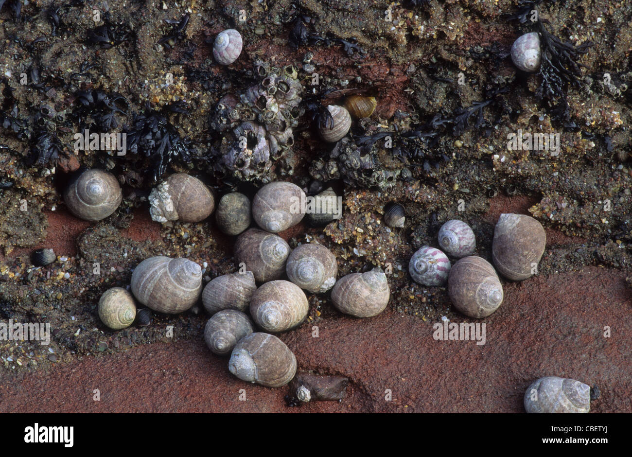 Winkles edible hi-res stock photography and images - Alamy