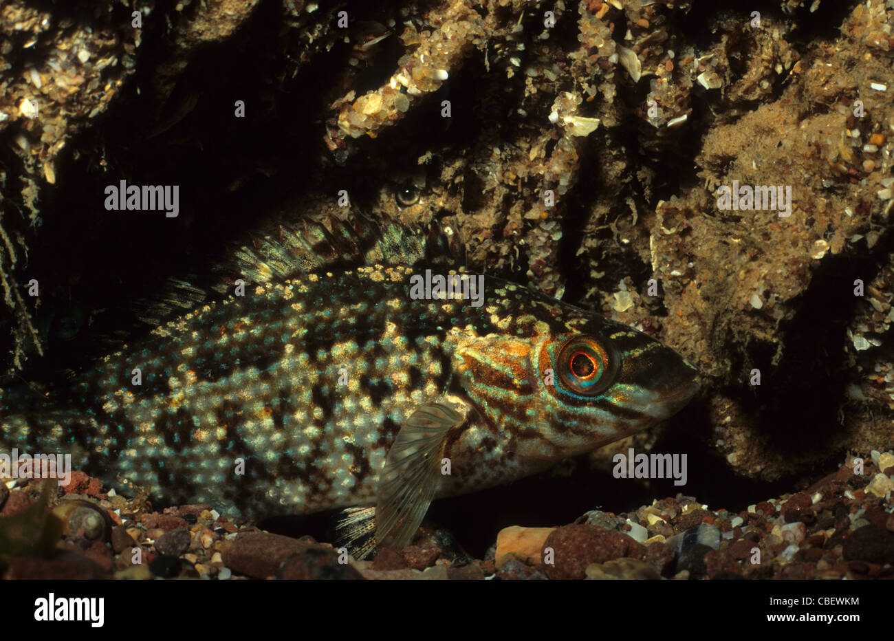 Corkwing wrasse uk hi-res stock photography and images - Alamy