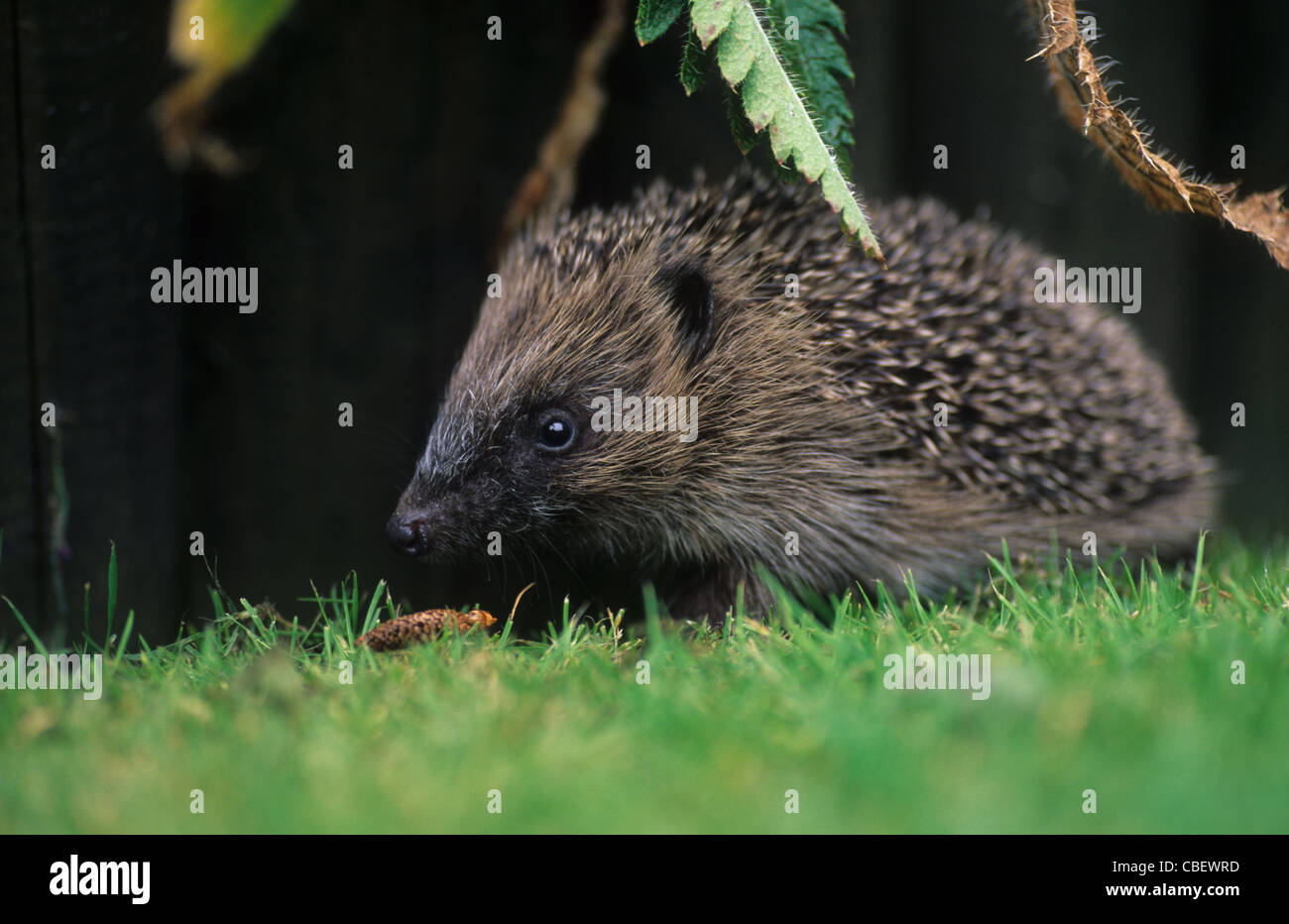 Hedgehog british isles hi-res stock photography and images - Alamy