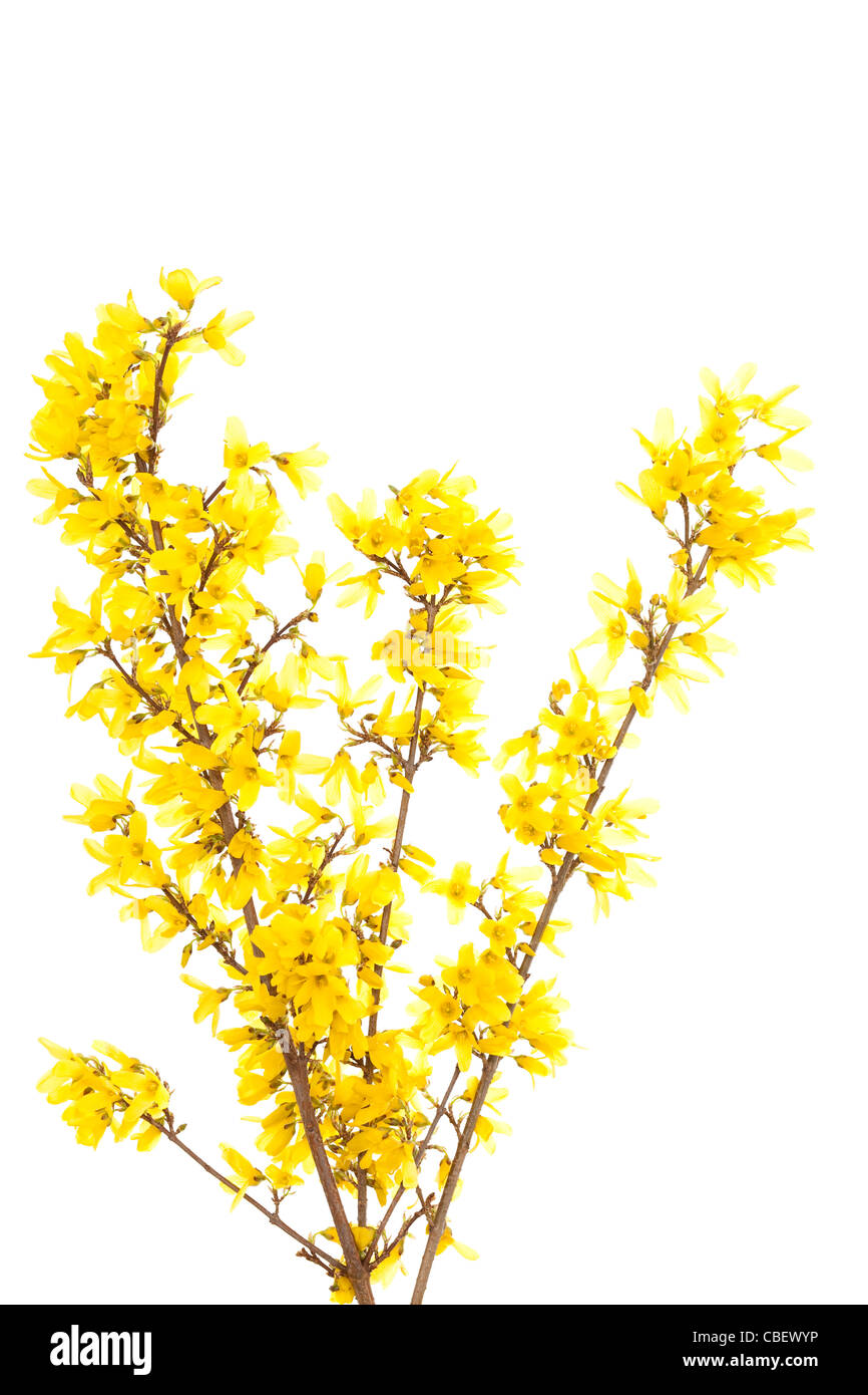 Forsythia branch with yellow flowers on white background Stock Photo ...