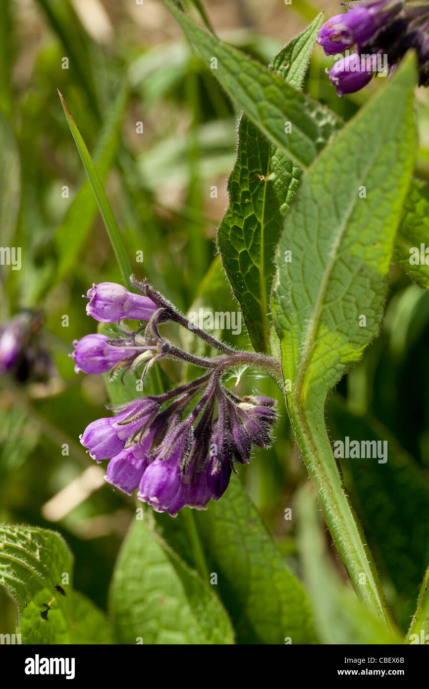 Comfrey, Symphytum officinale, is a medicinal herb Stock Photo - Alamy