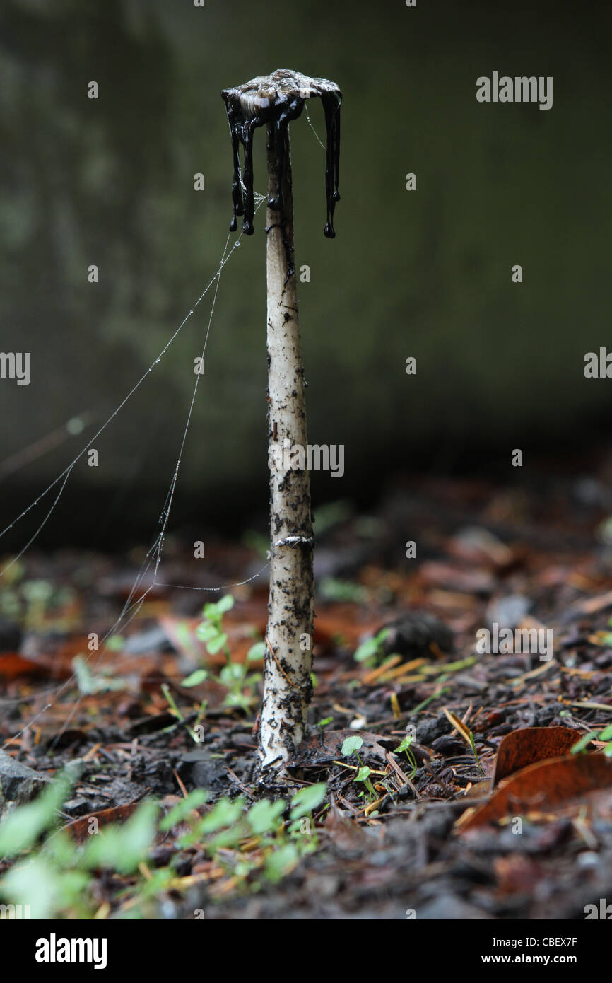 Common ink cap mushroom hi-res stock photography and images - Alamy