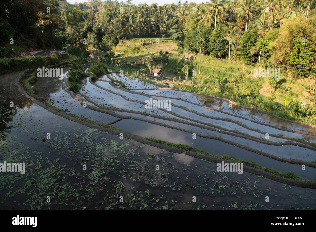 Rice fields in Bali, Indonesia Stock Photo - Alamy