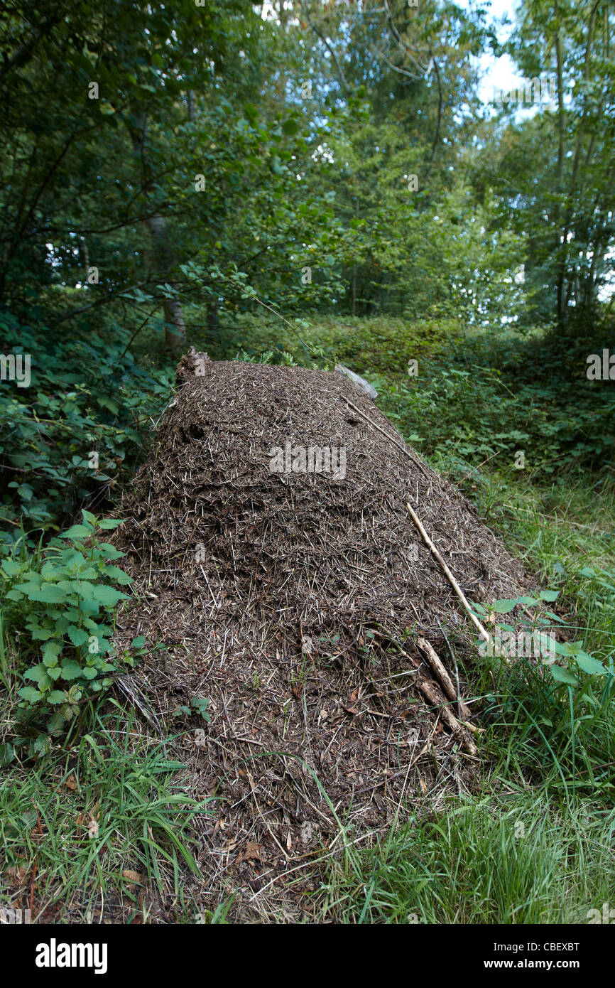 Wood ants nest, Formica rufa, Camp Celtique de Biere or Biérre, near ...